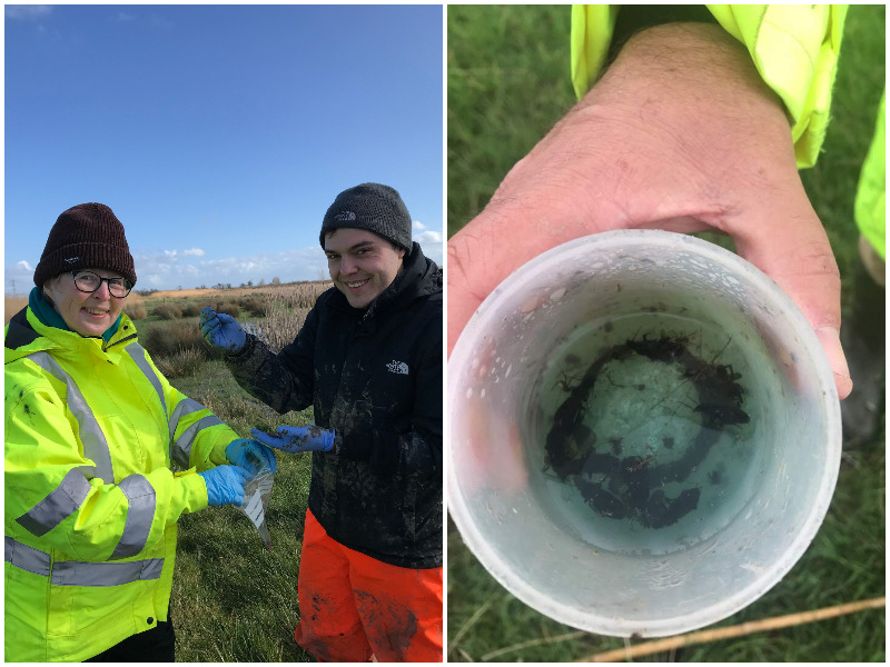 Steart Marshes - Geckoella Ltd